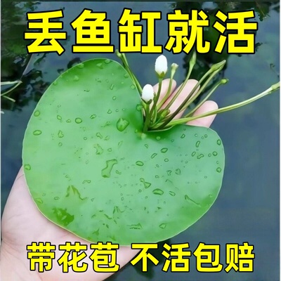 一叶莲水培植物带花苞水草鱼缸专用浮萍水生植物碗莲庭院净化水质
