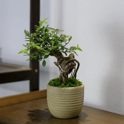 小XPT叶榆树提景造型根盆老桩植物盆室内办公室茶几桌面绿植栽树