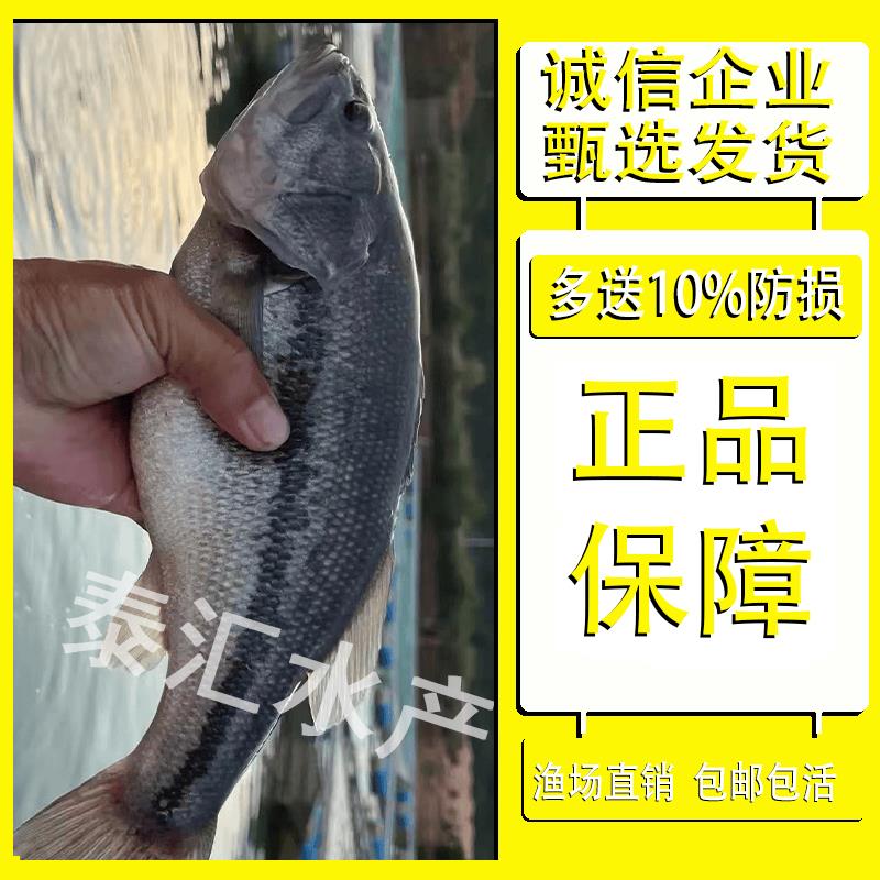 鲈鲈淡鱼苗水养殖食用批口发特大规格鱼苗大鲈鲈鱼鱼苗活鱼加州鲈