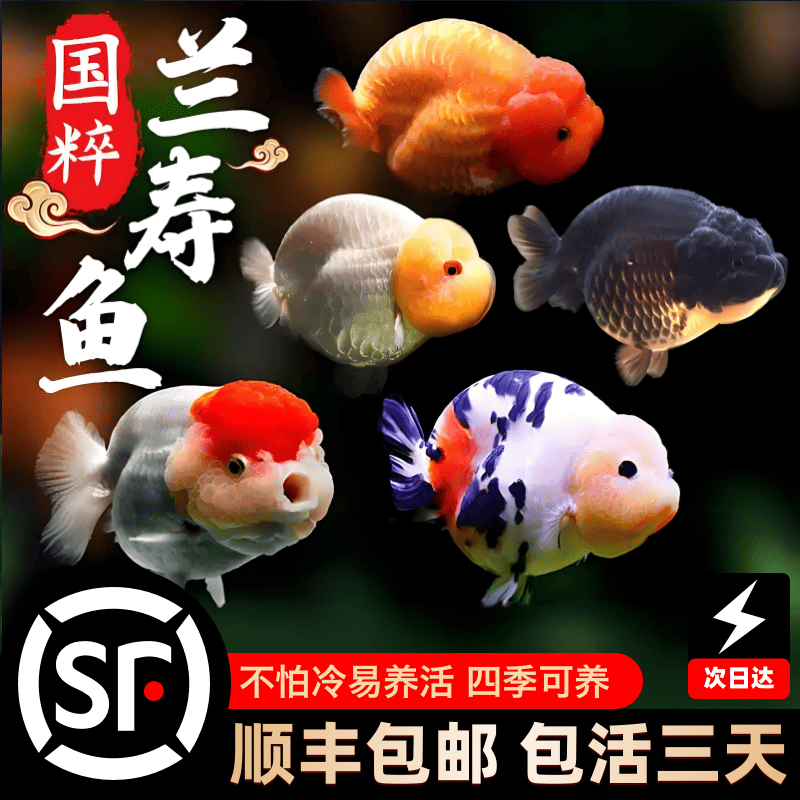 大型兰寿金鱼观赏鱼苗耐活冷水热带活体宠物小型淡水好养锦鲤草金
