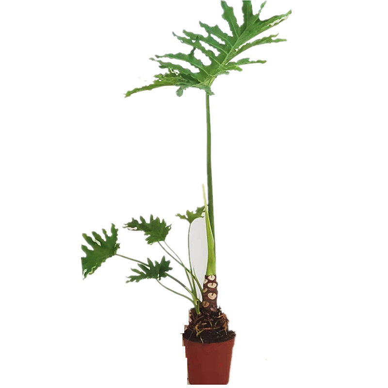 龙鳞春羽老桩蔓绿绒大绿植盆x栽办公室客厅盆景室内观叶植物基地