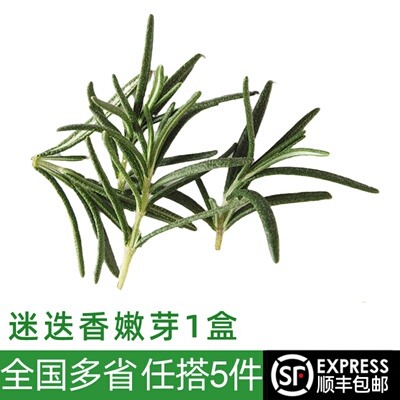 新鲜迷迭香芽1盒 可食用烧烤烘培煎牛排调料西餐摆盘装饰鲜花草叶