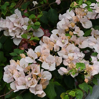 三角梅  阿达的喜悦 三C角梅 晒太阳上色 扦插苗