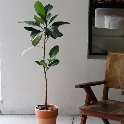 苏太植物高山榕树 韩国pins风独特造型落地植物新手友好的室内植