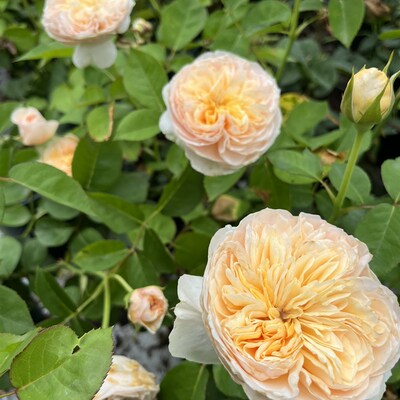 一加仑朱e丽叶带盆发货 包邮