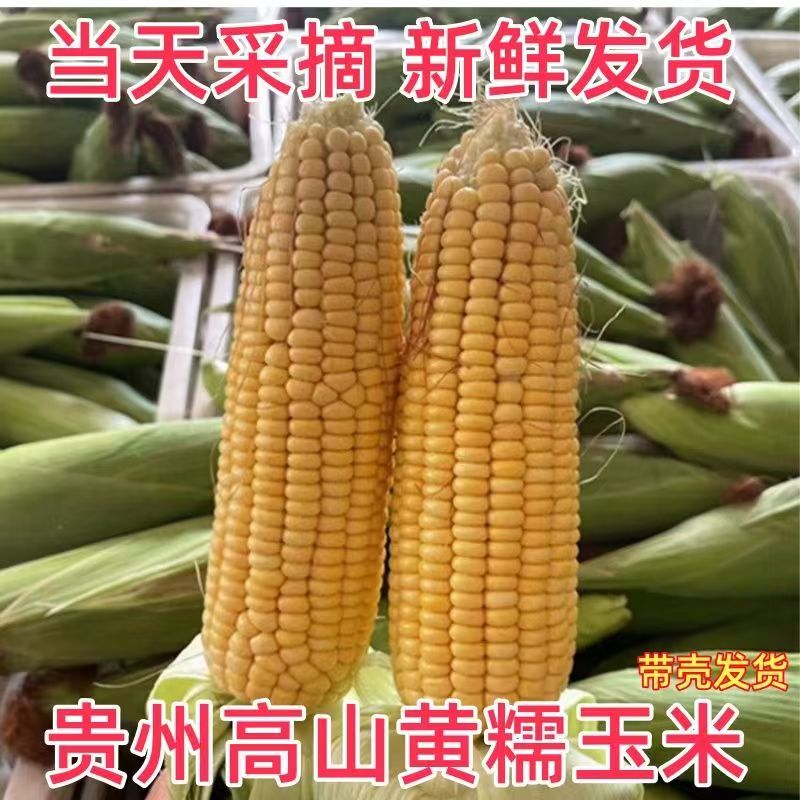 贵州毕节新鲜老品种黄糯玉米包谷棒子贵州高山玉米应季带壳黄苞谷
