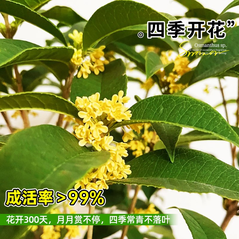 四季桂花盆栽老桩开花植物室内外花卉浓香好养可食用绿植盆景