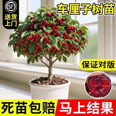 车厘子树苗正宗山东樱桃
