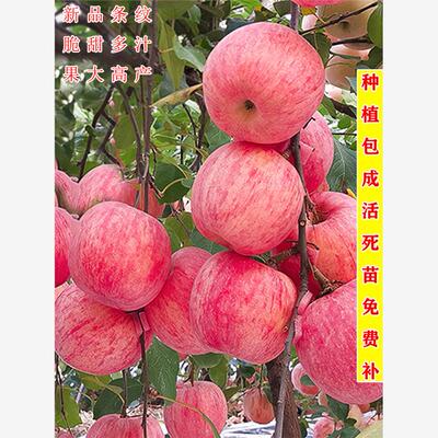 特大日本红富士脆甜苹果