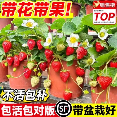 特大草莓苗秧盆栽带果四