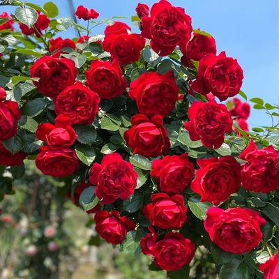 佛罗伦蒂娜藤本月季爬藤蔷薇玫瑰花大苗特大花阳台庭院植物四季开