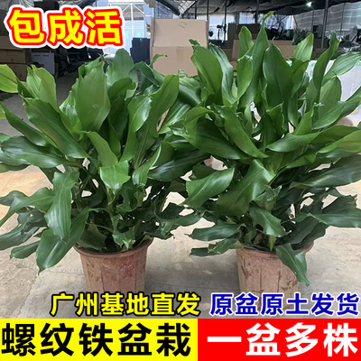 螺纹铁盆栽大型植物室内阳台四季常青绿植办公室耐阴吸甲醛螺旋铁