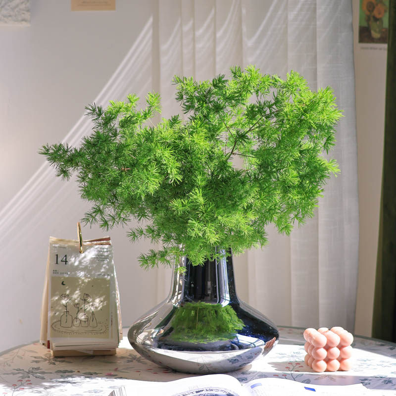 蓬莱松鲜花新鲜真花花卉绿色植A物鲜切枝室内家居水养插花艺包邮