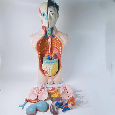 85高人体头颈躯干模型33201半身心肺肝肾胃肠生物教具教学仪器