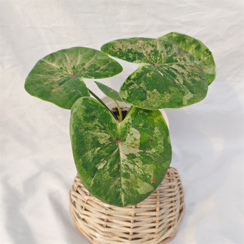 彩叶芋水墨画盆栽绿植新手z易养净化空气防辐射热植吸甲醛