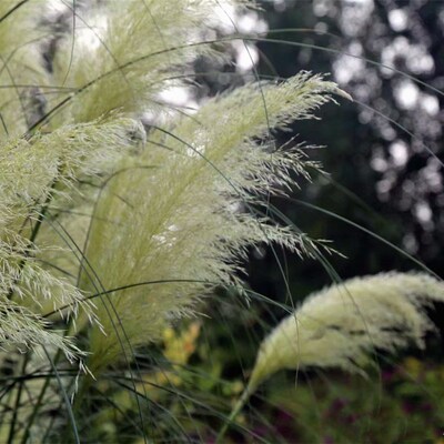正宗矮蒲苇d盆栽花镜植物庭院阳台多年生观赏草常绿芦苇花包邮