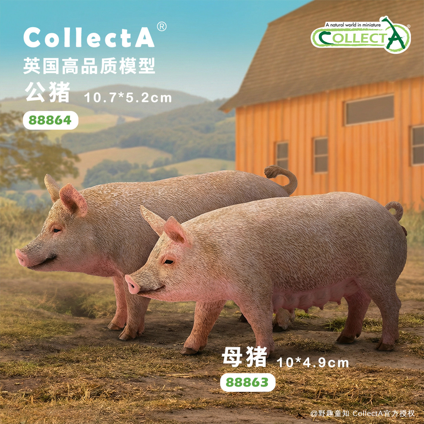顺丰包邮【母猪、公猪】CollectA官方授权正版动物模型早教玩具