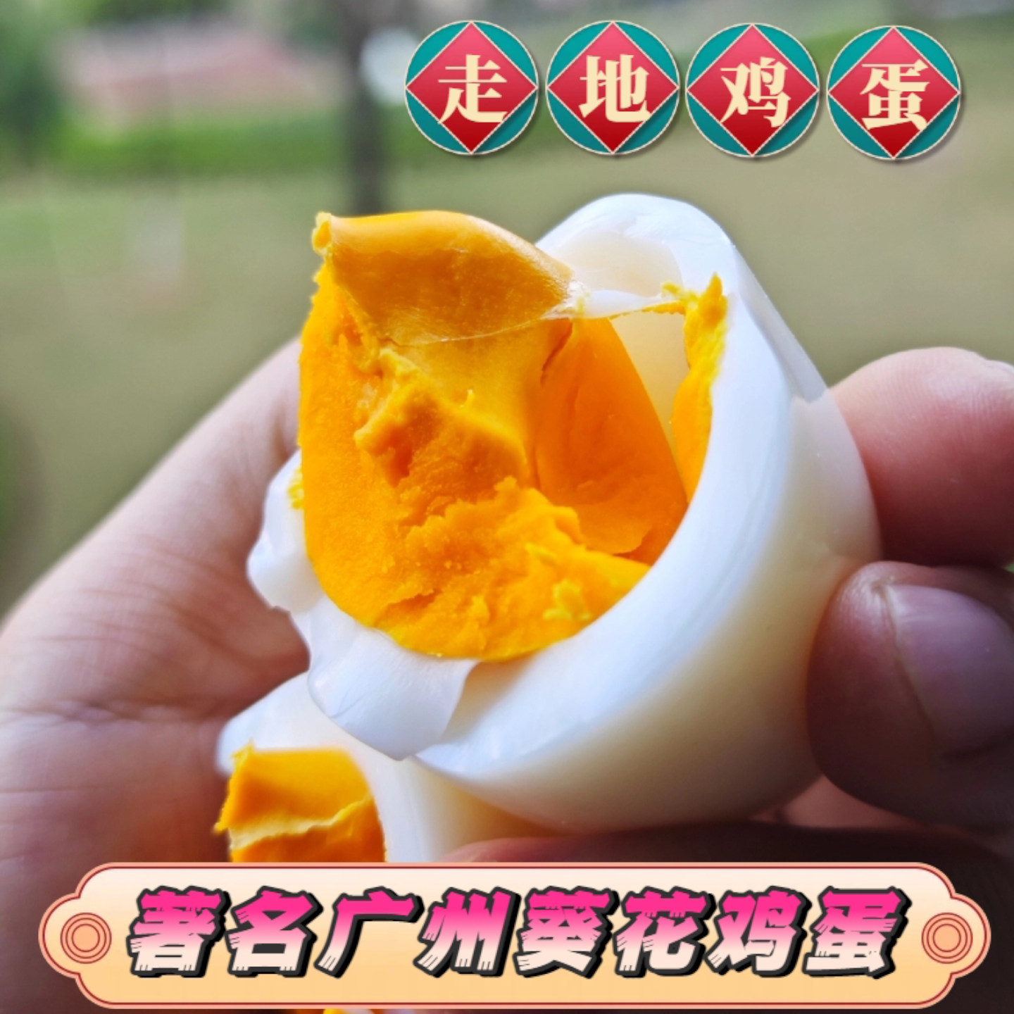 【又沙又糯】非笼养初生蛋 著名广东葵花鸡蛋散养土鸡蛋宝宝辅食