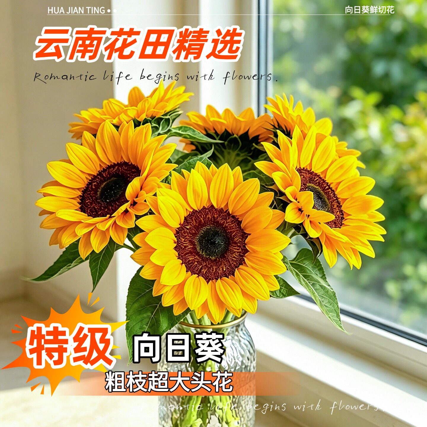 大花向日葵鲜花云南基地直发泰迪绿心鲜切花水养花期超长插花家用