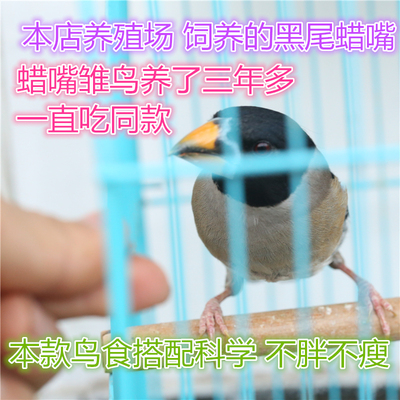 蜡嘴雀鸟食蜡嘴混合鸟粮饲料铜嘴饲料锡嘴雀粮天然新粮营养5斤