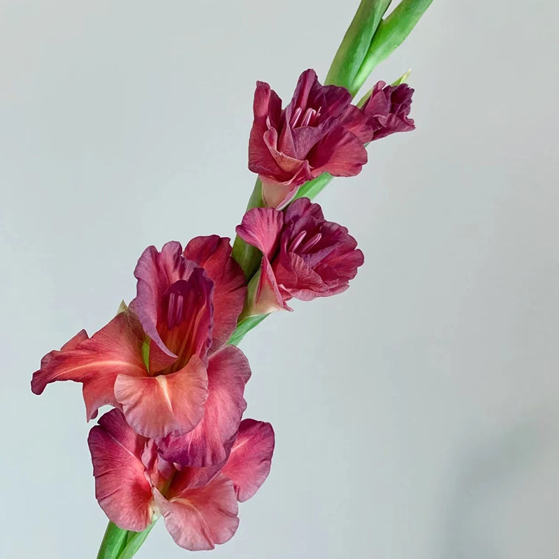 鲜切花剑兰鲜花云南直发唐菖蒲插花十H样锦花束水培兰花紫色花卉