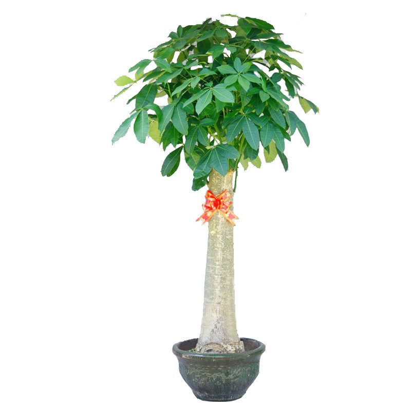 大型单杆b发财树独杆发财树大型绿植成品组合盆栽观叶植物绿植室