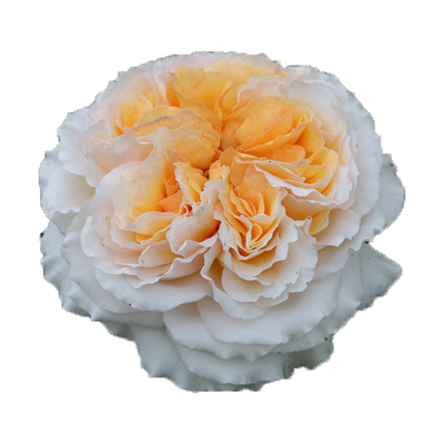 海蒂的花园c 碧翠丝 灌木月季切花欧月四季开花庭院盆栽花卉植物