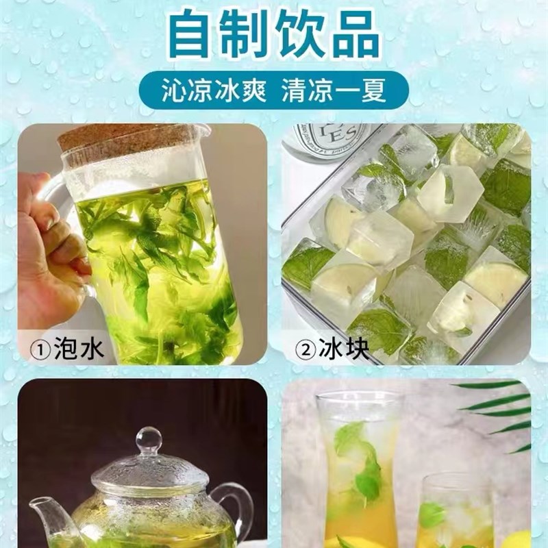 好货薄荷盆栽可食用柠檬薄荷叶水培植物迷迭香绿植室内盆栽花卉驱