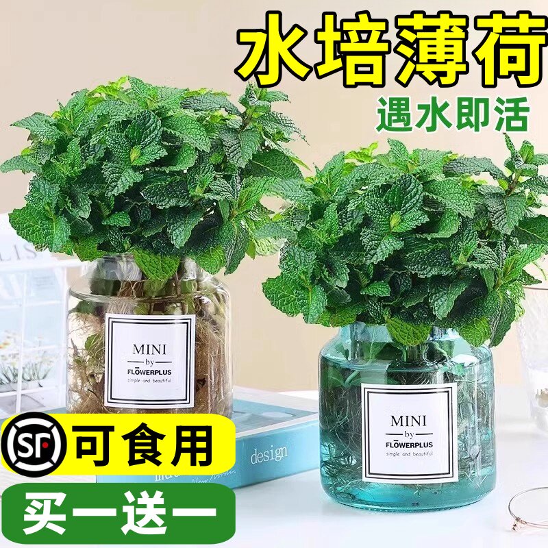 好货薄荷水培室内植物盆栽柠檬薄荷叶可食用迷迭香驱蚊草水生绿植