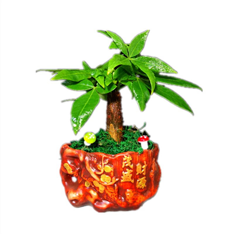 好货发财树绿植吊兰花卉盆栽多肉植物水培绿萝富贵竹室内好养栀子