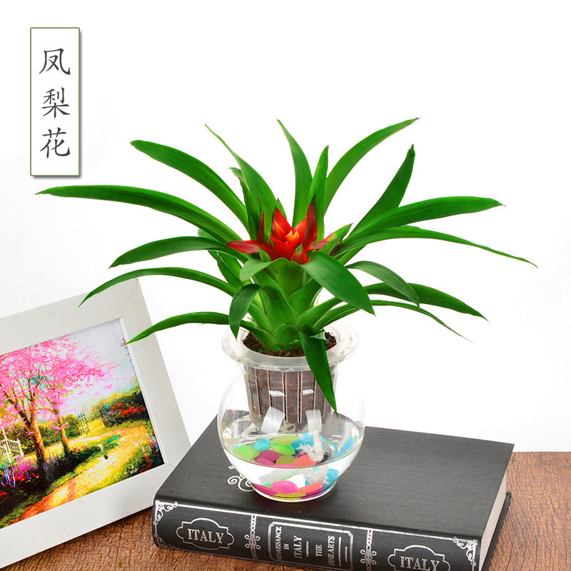 好货绿萝栀子花发财树吊兰常春藤水培植物盆栽花卉办公室内盆景绿