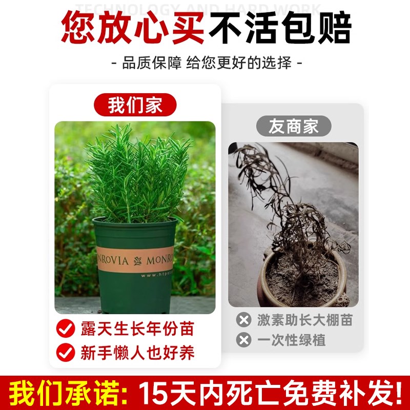 好货迷迭香盆栽牛排用可食用驱蚊植物室内耐寒香草柠檬薄荷花卉绿