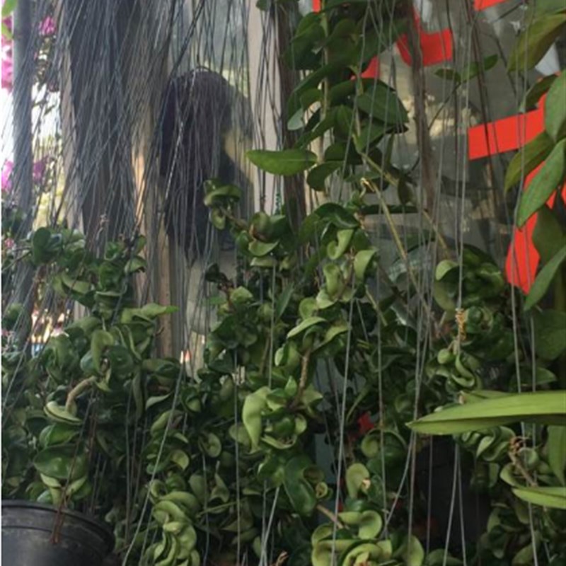 好货球兰吊兰长叶球兰净化空气除甲醛花卉常绿植物藤蔓盆栽四季好