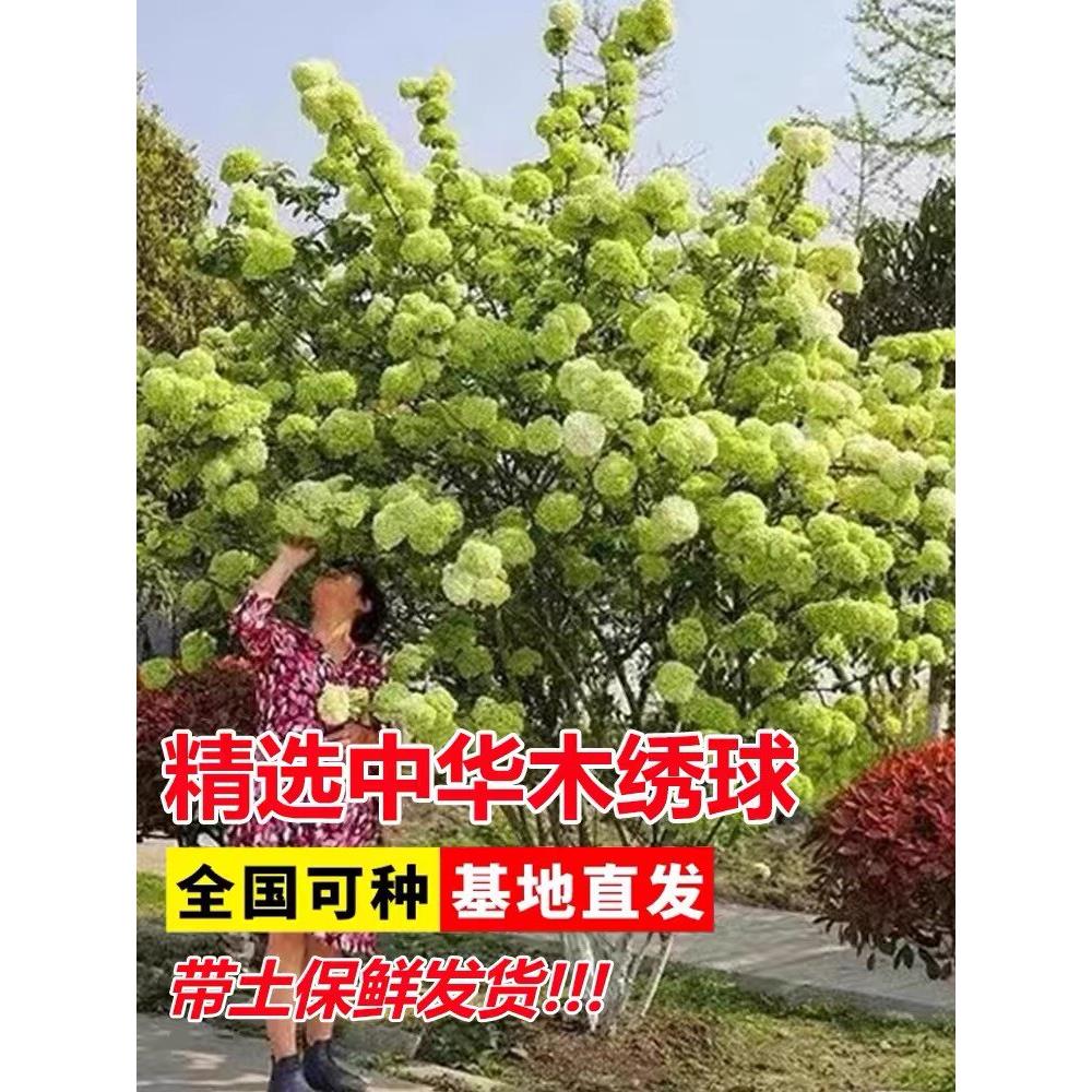 中华木绣球树苗大花斗球苗木本绣球琼花树苗庭院地栽盆栽绣球花苗