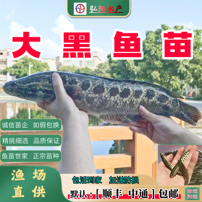黑鱼苗2-30厘米包活送损耐活