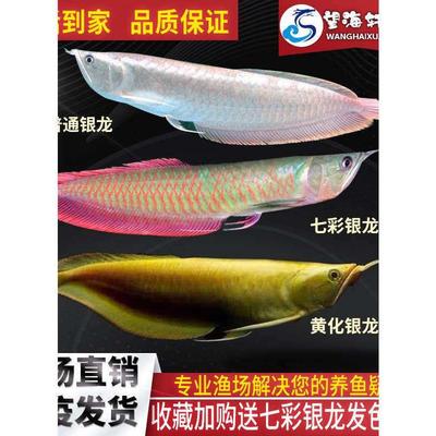 七彩银龙鱼活体鱼苗大型热带观赏鱼黄化红眼金龙鱼招财鱼淡水鱼