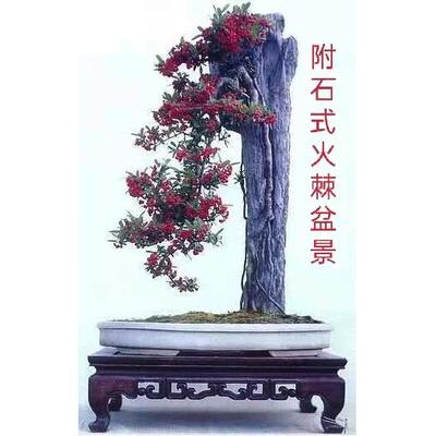 火棘盆景，火把果救兵粮老桩，提根附石精品素材