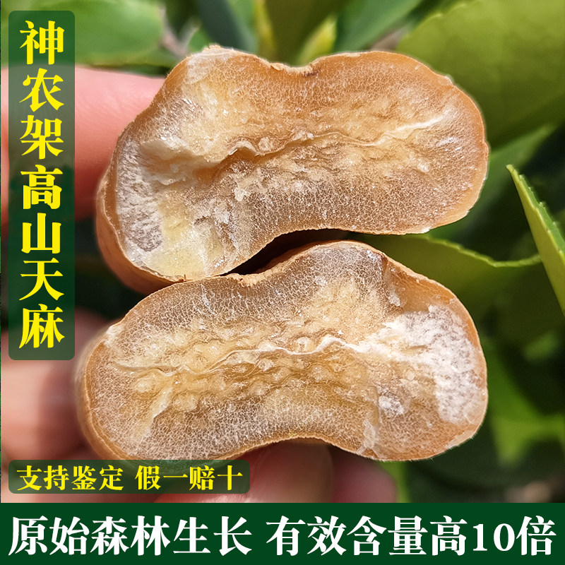 神农架野外生长天麻自然长大山民自挖泡酒煲汤支持鉴定假一赔十