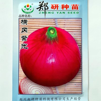 郑研种苗横冈紫光洋葱种