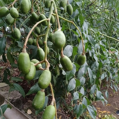 云南红河金平应季新鲜水果酸味精果马卵果 嘎哩啰送辣椒面包邮