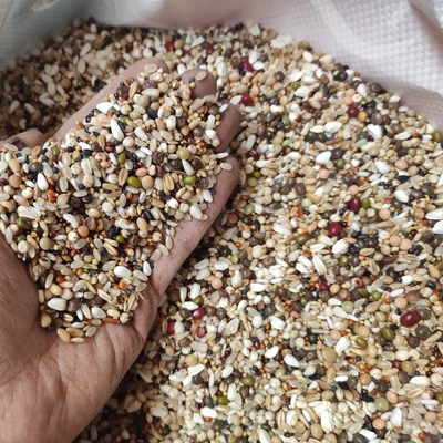 鸽粮50斤包邮喷窝无玉米粒红高粱小颗粒喂食幼鸽信鸽鸽子粮食20斤