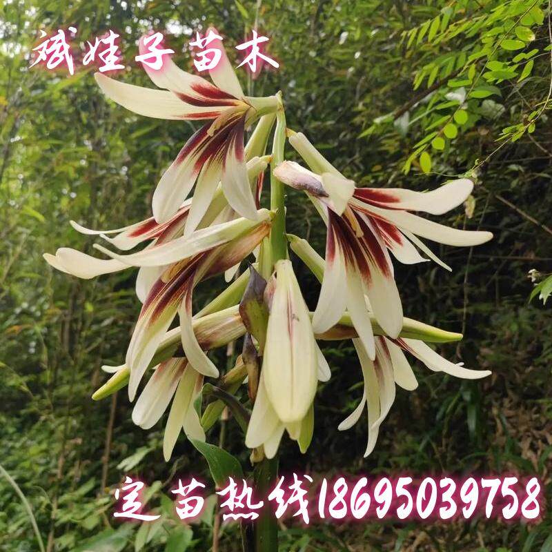 庭院林下喜阴种植百合现挖现卖盆栽地栽优质观花观叶花卉种苗包邮