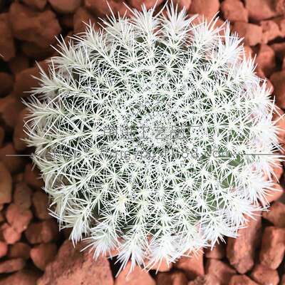 火山石仿真搭植物造景楼梯门廊装景观配沙生植物仙人OTZ掌景观饰