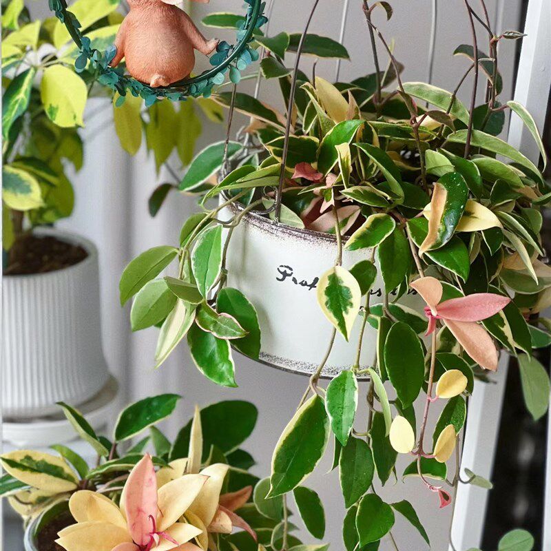 三色球兰花叶北欧风爬藤开花吊兰植物四季常青阳台桌面室内外盆栽
