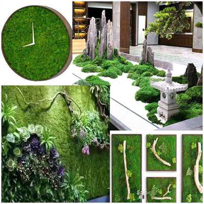 生苔藓植物墙狭叶白生发藓块植被草藓干491花永坪大羽藓大灰藓永