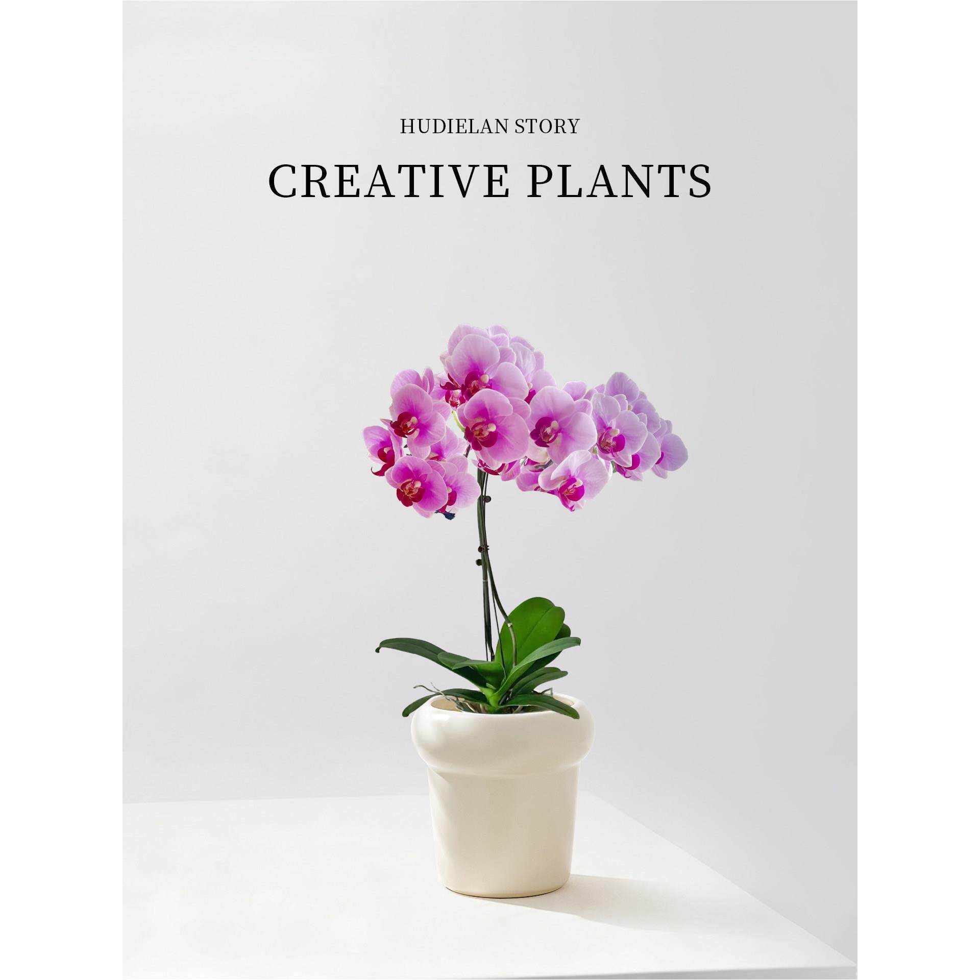 蝴蝶兰带花盆栽带花苞花苗植物办公室内桌面兰花四季文心兰年宵花
