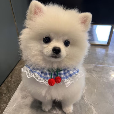 狗狗牵引绳胸背带外出专用遛狗绳子博美比熊泰迪围脖背心式小型犬