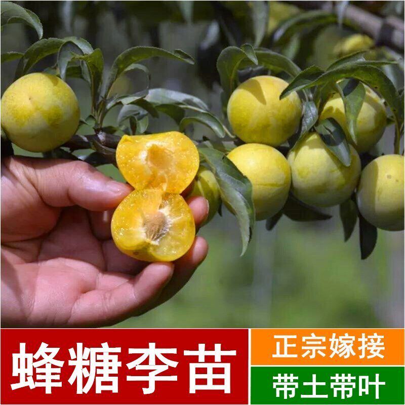 李子苗钱排三华李早熟米李蜂糖李果树苗盆栽南方水果苗广西发货