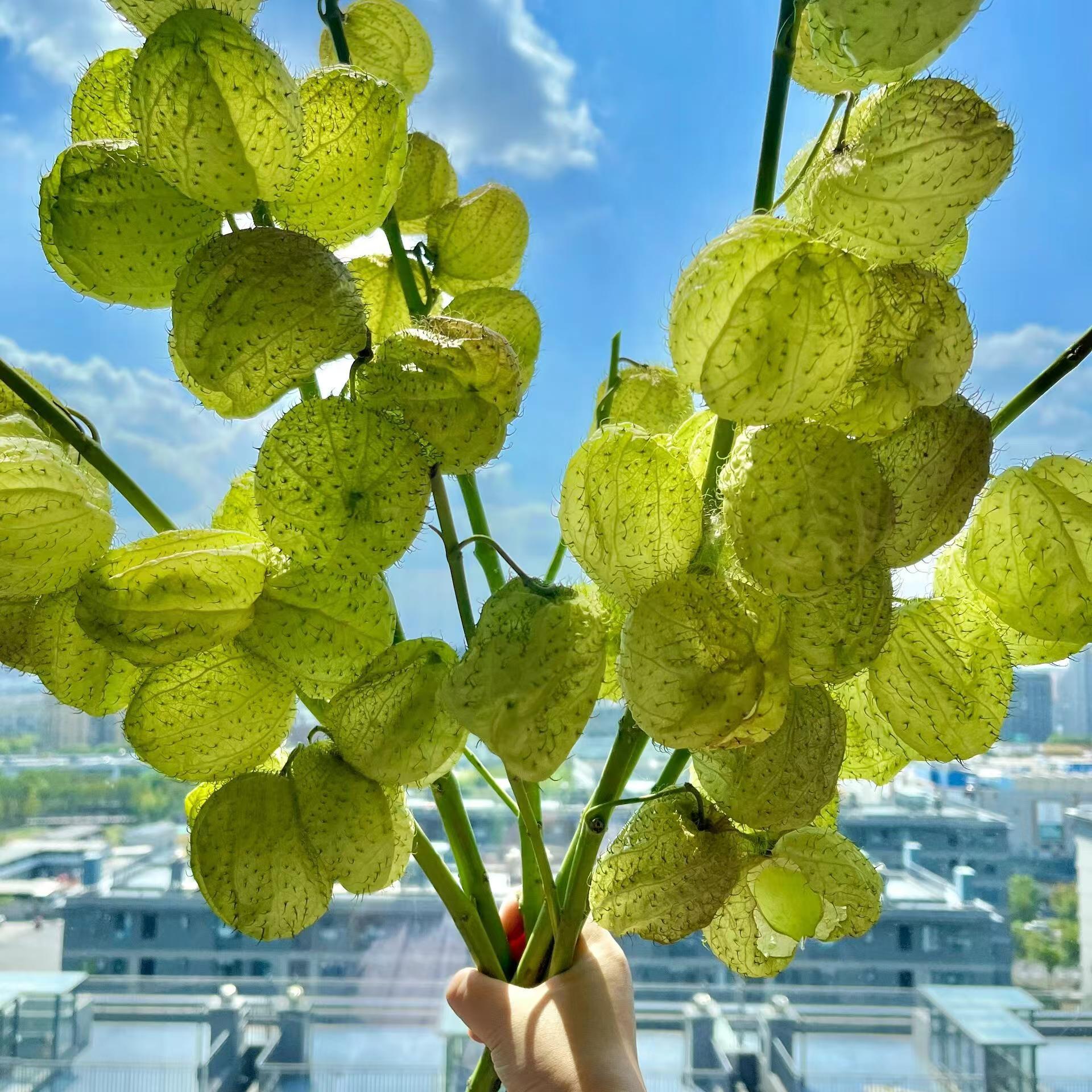 【空运包邮】高级感云南花材糖棉又名小河豚