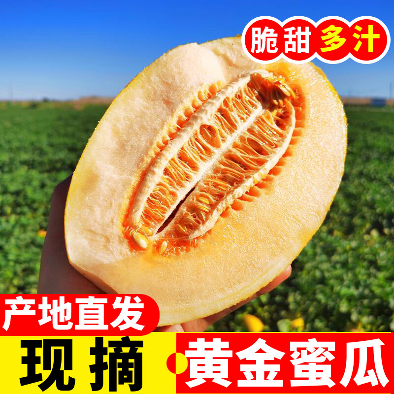 甘肃民勤蜜瓜沙漠甜瓜新鲜水果当季黄河香瓜金红宝哈密瓜香甜